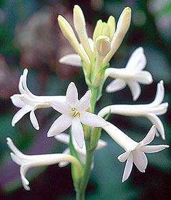 Tuberose Absolute
