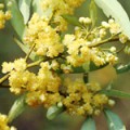 May Chang Essential Oil - Quinessence Aromatherapy