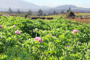 Geranium Bourbon Essential Oil Profile - Quinessence Aromatherapy