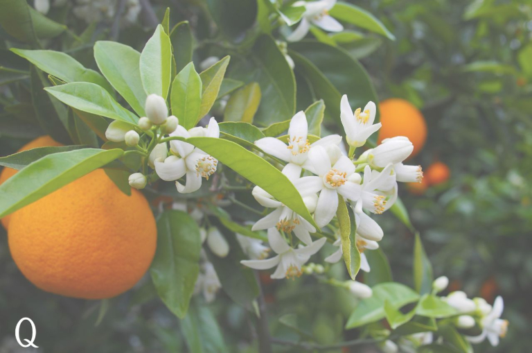Summer in a Spray: Meet Orange Blossom Hydrosol